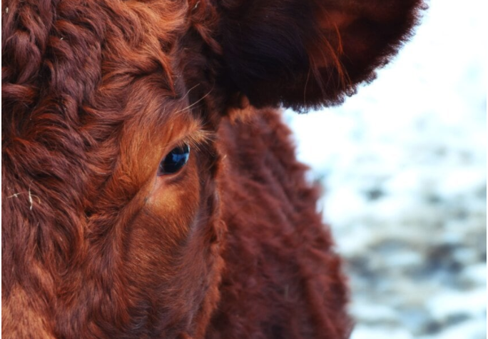 Services Provided… - Troy Meats